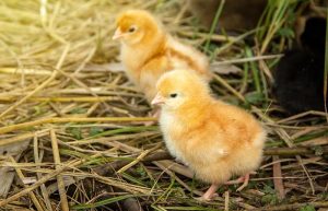 2020 Chick Order Forms - The Cheshire Horse