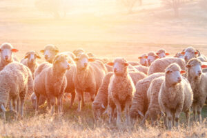 A Beginner's Guide to Everything You Need to Know About Raising Sheep ...