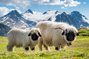 An Introduction to 11 Amazing Sheep Breeds - The Cheshire Horse